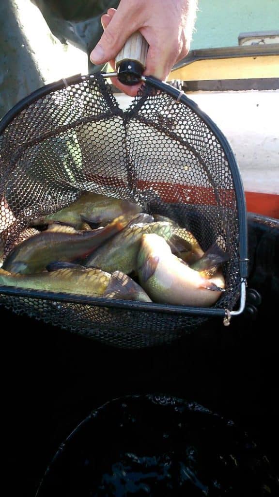 Tench Pond - Castbooker